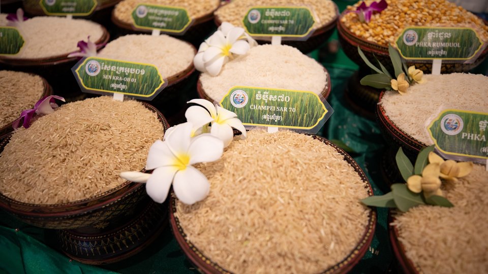 Rice Price Likely to Rise After Lunar New Year | Kiripost