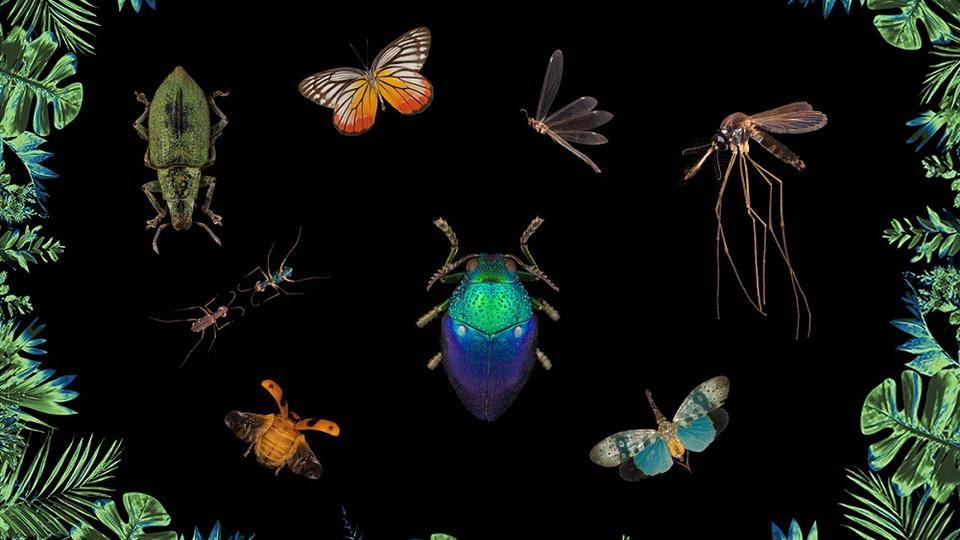 ‘Insects: The Art of Detail’ Exhibition Showcases Hidden Beauty and ...