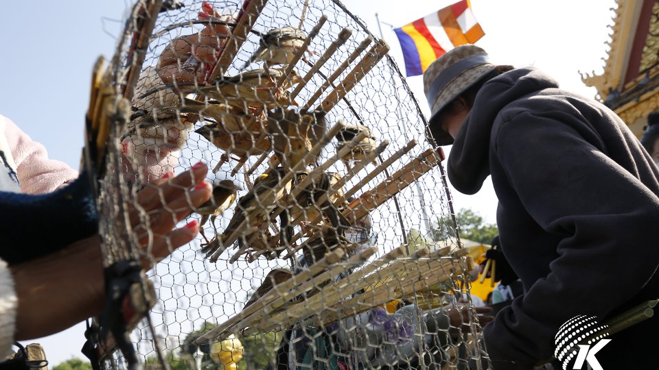 Feathers Ruffled Over Releasing Birds for Good Fortune | Kiripost