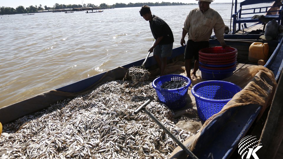 FiA Net Illegally Captured Baby Fish | Kiripost