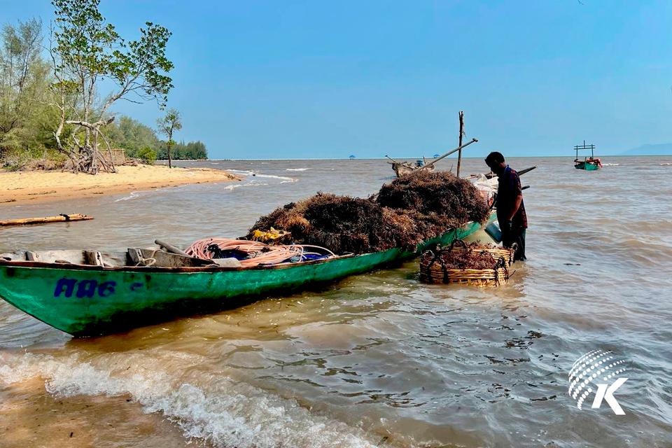 Kampot Seaweed Farmers Await Market Revival and Chinese Investment in ...