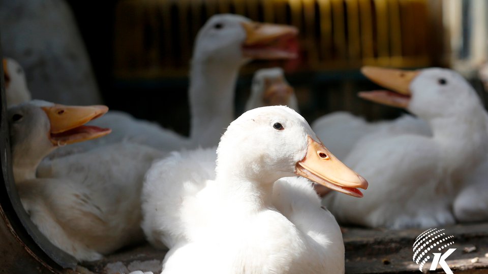 Bird Flu Warning Reignited as Woman Falls Critically Ill After Eating ...