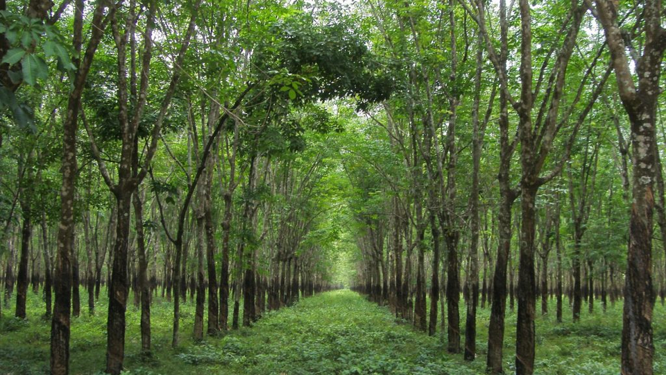 Cambodia's Rubber Sector Booms in 2024 with 74.8 percent Export Growth ...