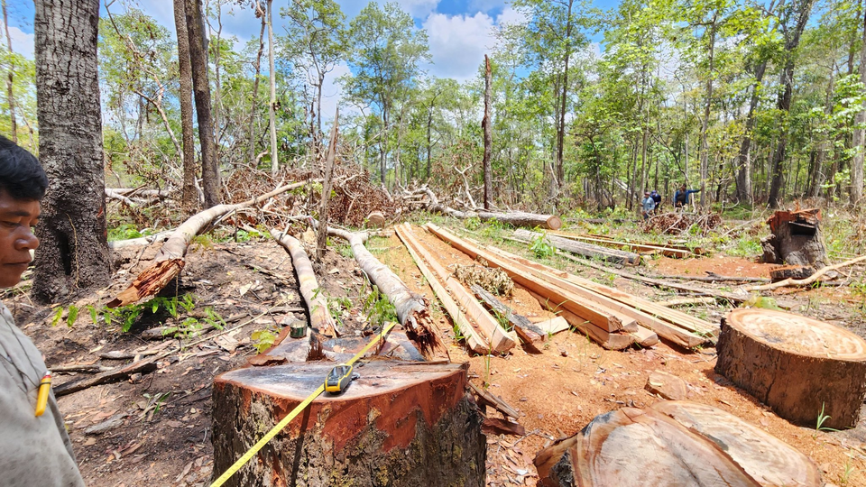 Kuy Indigenous Livelihoods Threatened as 4,000 Resin Trees Lost in ...