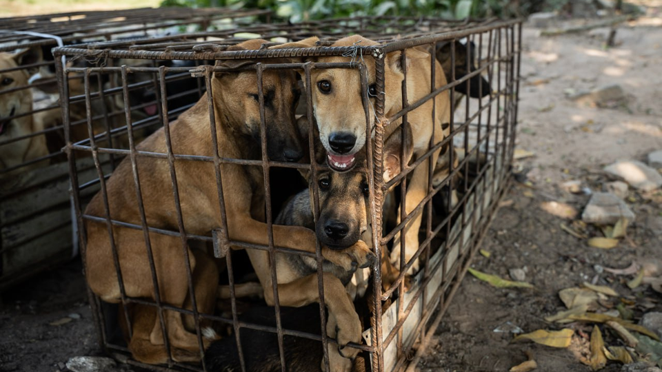 FOUR PAWS Launches Campaign to Ban Dog Meat Trade in Cambodia | Kiripost