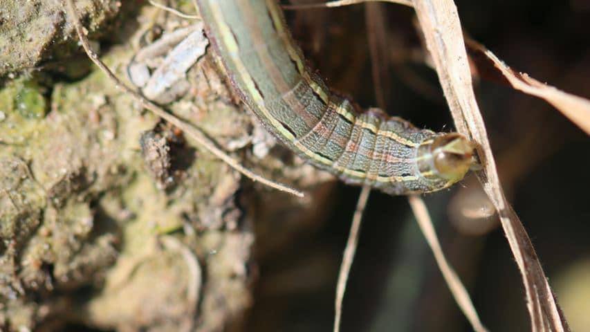 Armyworms Destroy Rice and Crops in 10 Provinces | Kiripost